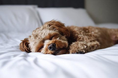 ¿Los perros pueden tener autismo? ️ Clinica Veterinaria Proxem Las Palmas